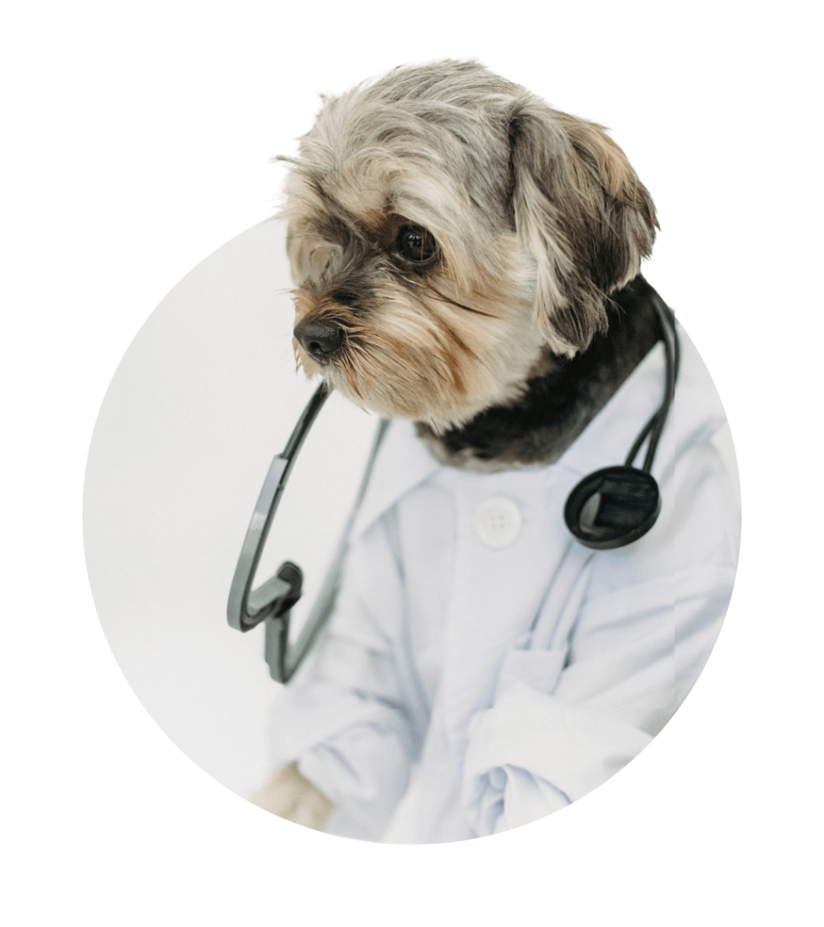 What is VHA? – Veterinary Hospitals Association