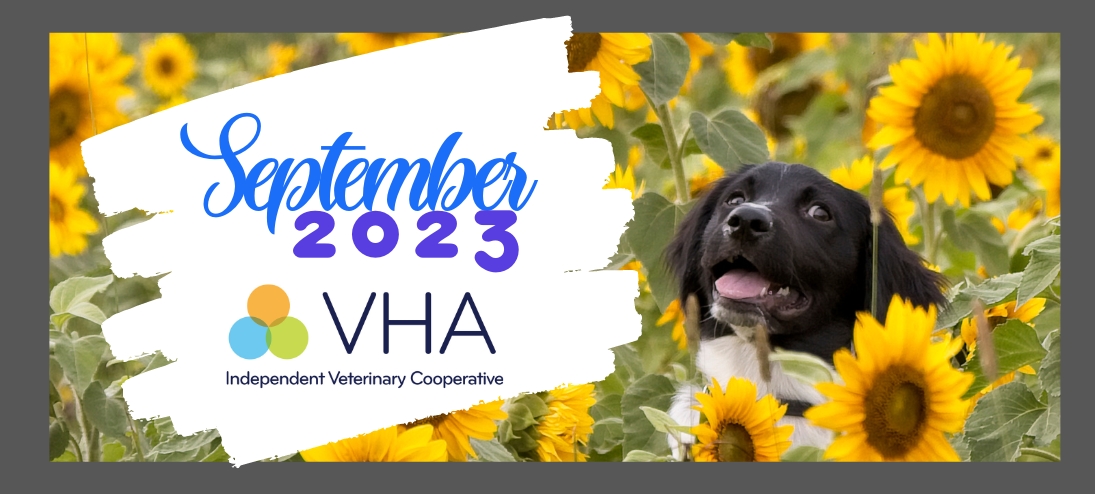 Veterinary Hospitals Association – Helping Veterinary Practices With ...