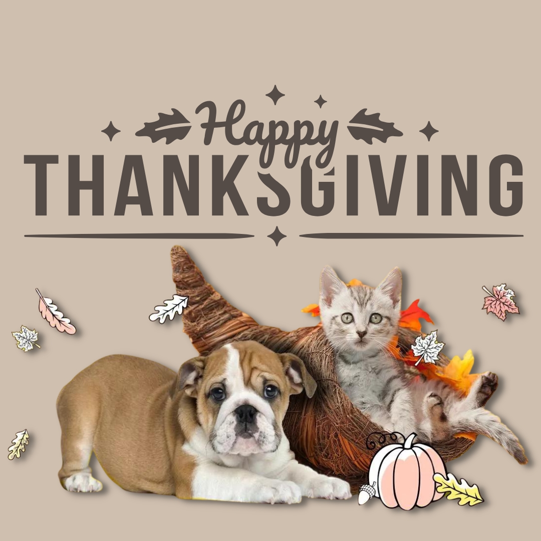 Social Media Feast: Savoring November with Engaging Content ...